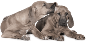 Stelfonta injection after care. Stelfonta side effects. | STELFONTA