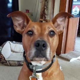 Dog Mast Cell Tumor Non-surgical Treatment STELFONTA injection